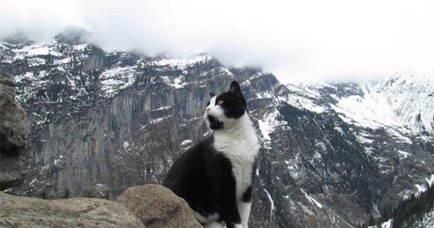 Hiker Lost in Swiss Alps is Guided Back to Town by This Adorable Cat ...