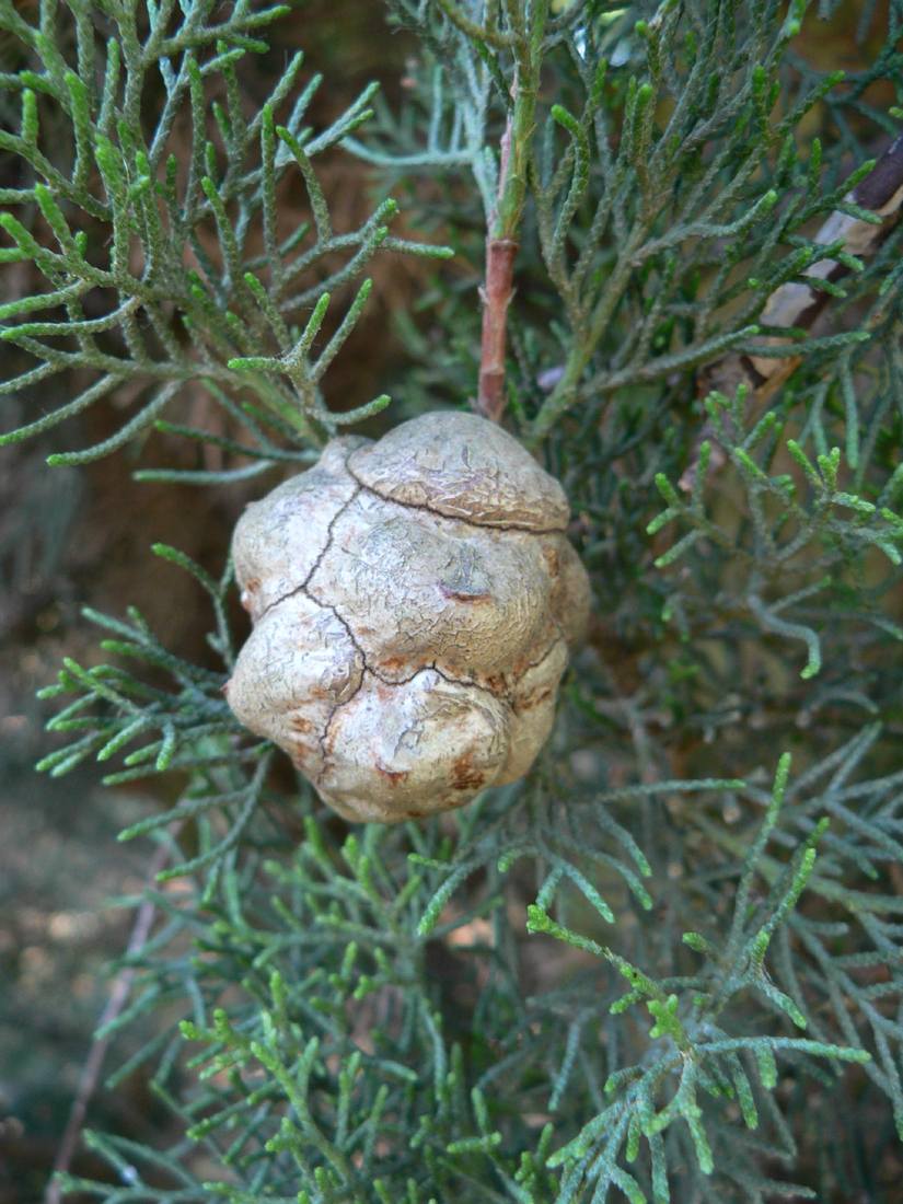 Á R B O L E S (T R E E S) y P A L M E R A S (P A L M S): Cupressus ...