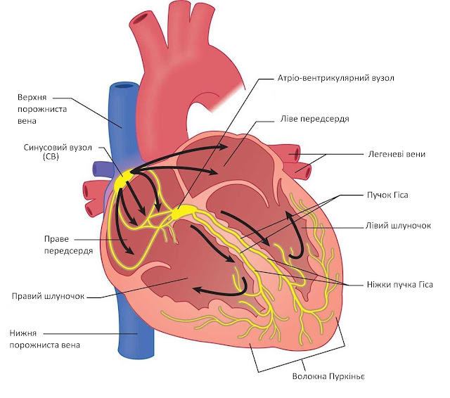Синдром слабкості синусового вузла | LHG