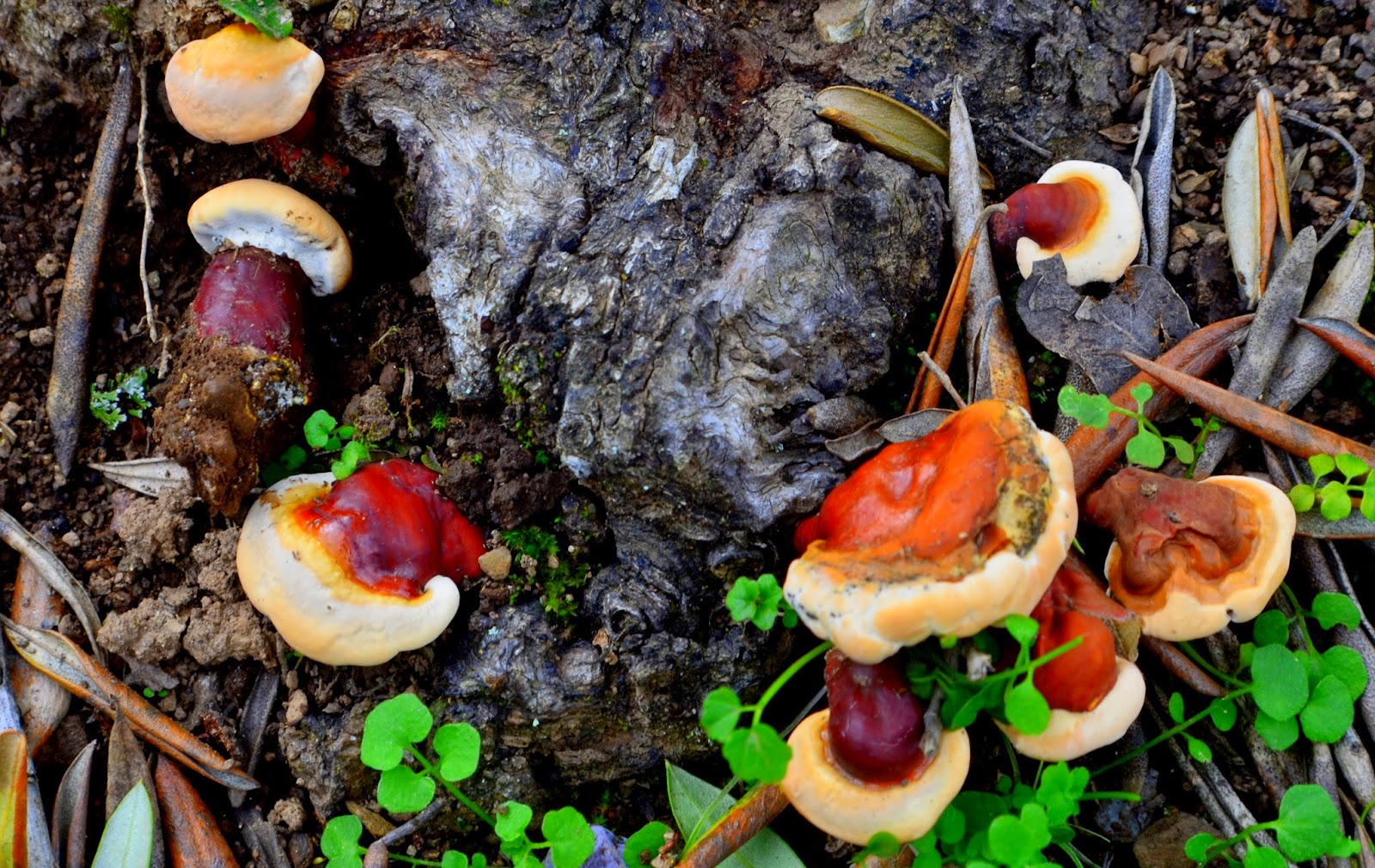 Setas Extremadura : Ganoderma Lucidum