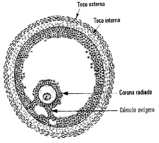 Antes huevo o gallina: Práctica: foliculogénesis en mamíferos