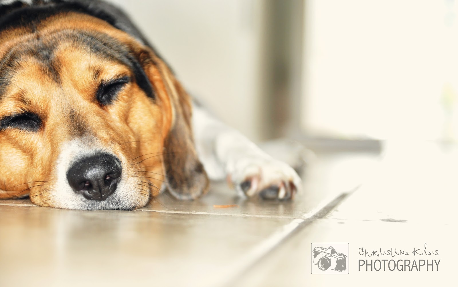 Christina Klas Photography: Pet Faces