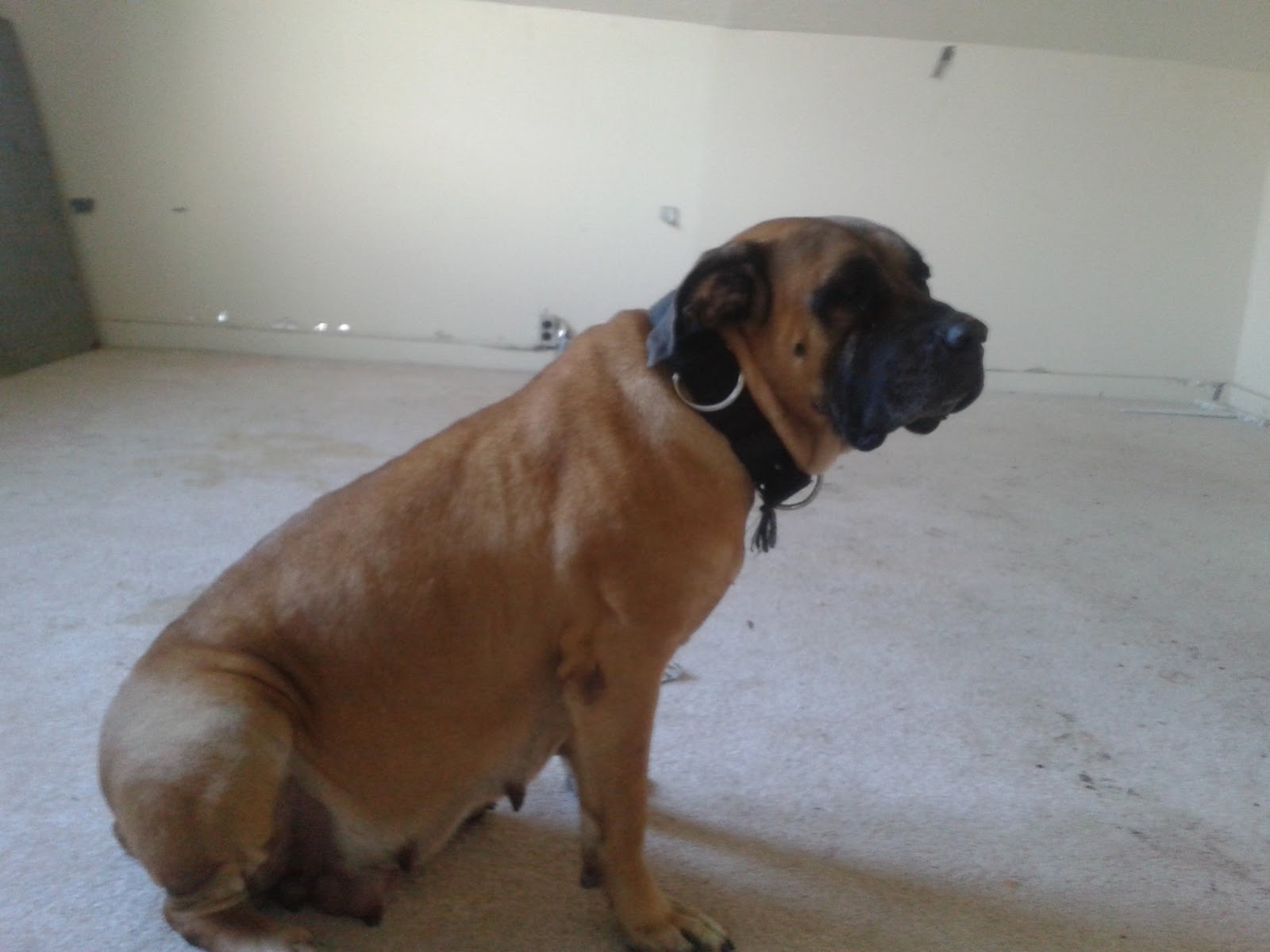 Remy The South African Boerboel: Remy and Bogaloo Did it South African ...