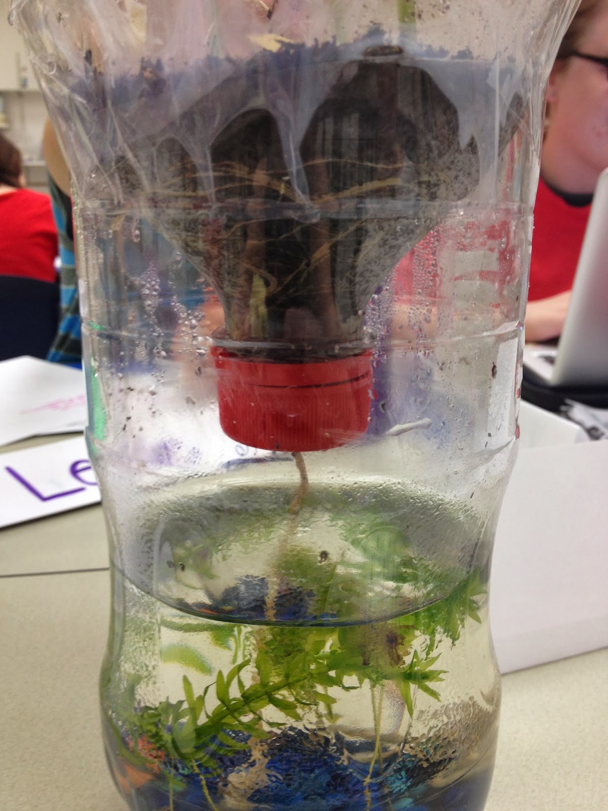 Ecosystem in a Bottle