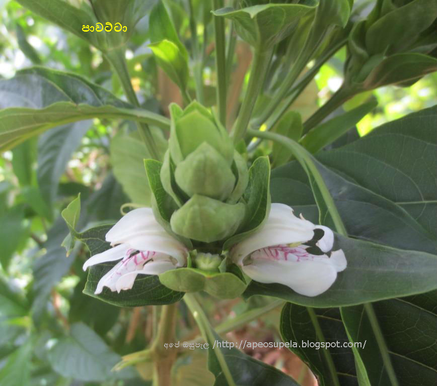 පාවට්ටා [Pawatta] (Justicia adhatoda) ~ අපේ ඔසුපැළ Medicinal Plants of ...
