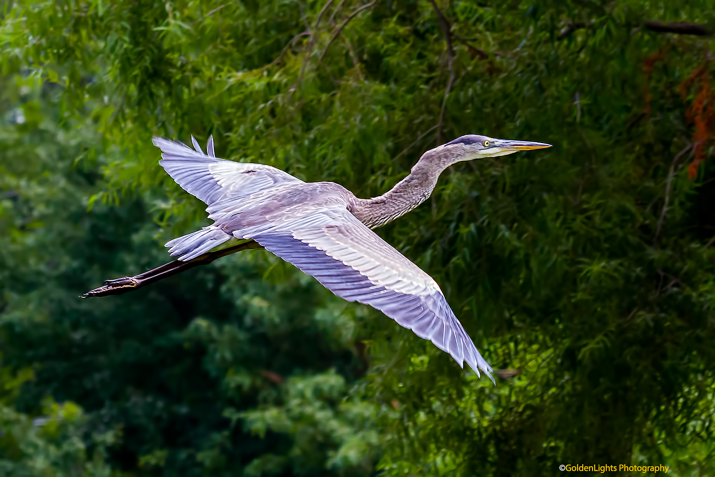 See What I See: large Birds in Wetland EH (8/31/2013) 湿地大鸟儿