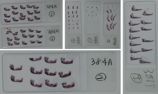 Python Indonesia Beyond Excel Measuring The Dimension Of An Object Using Opencv And Python
