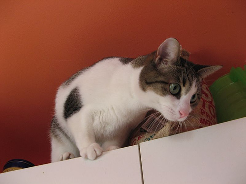 I am pessimistic about cat domestication