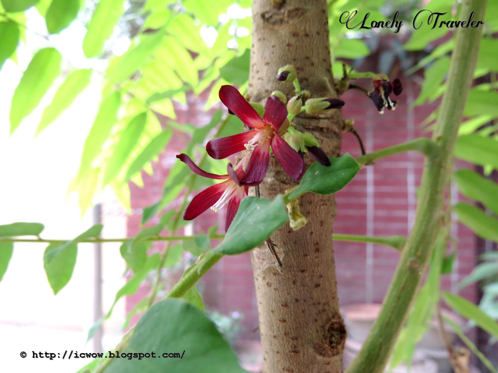 Bilimbi - Averrhoa bilimbi