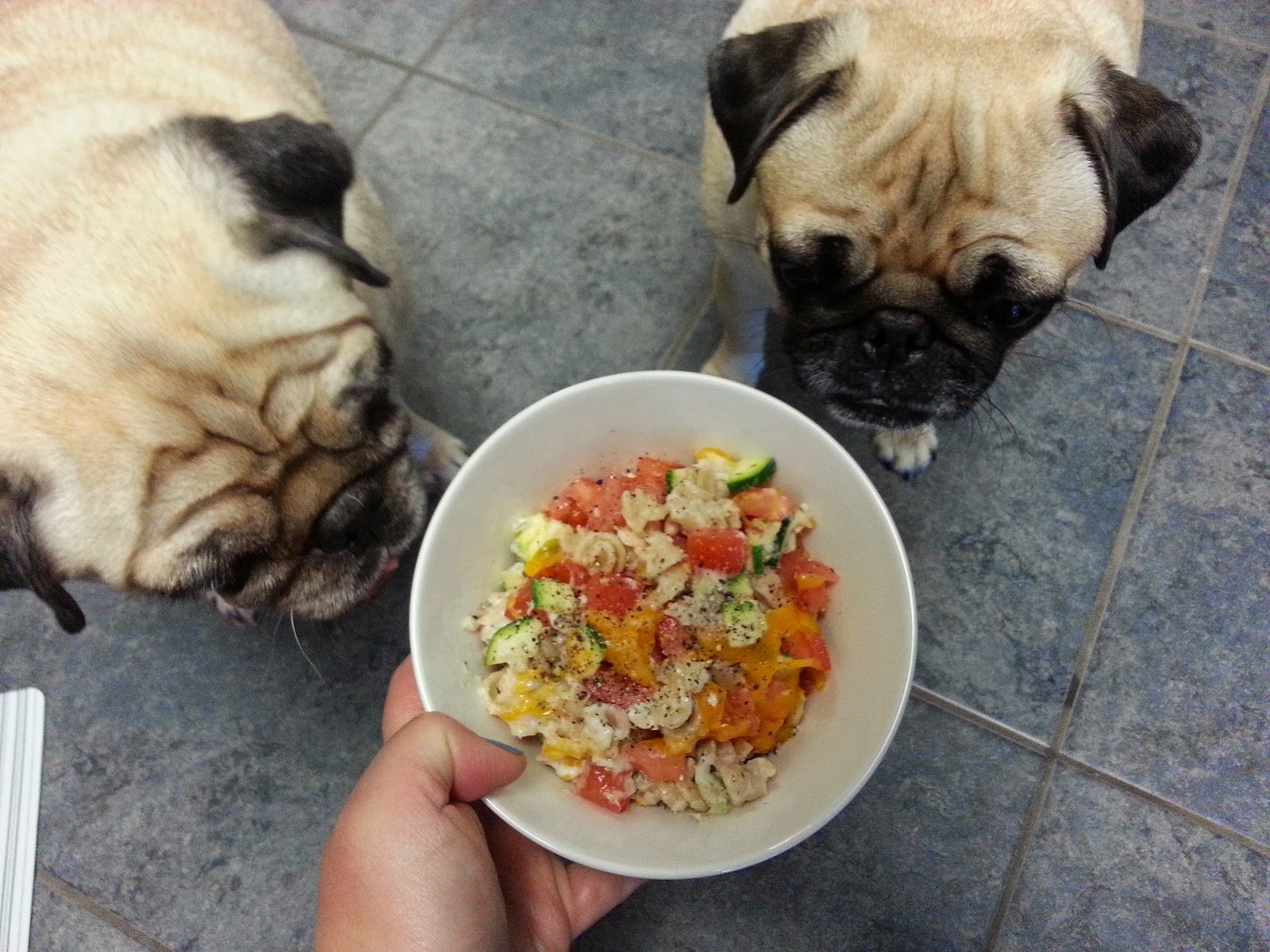 Grubbin' Pugs