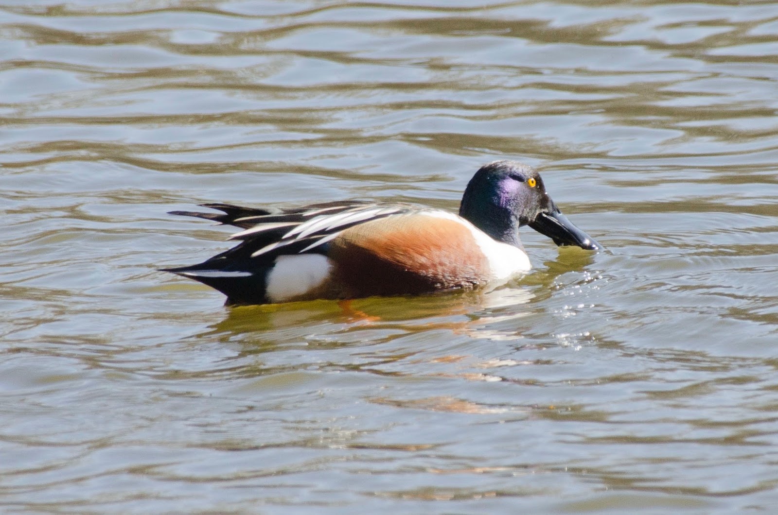 Urban Wildlife Guide: Northern Shoveler Ducks