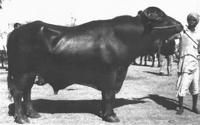 Dairy Farming: Murrah Buffalo Pictures