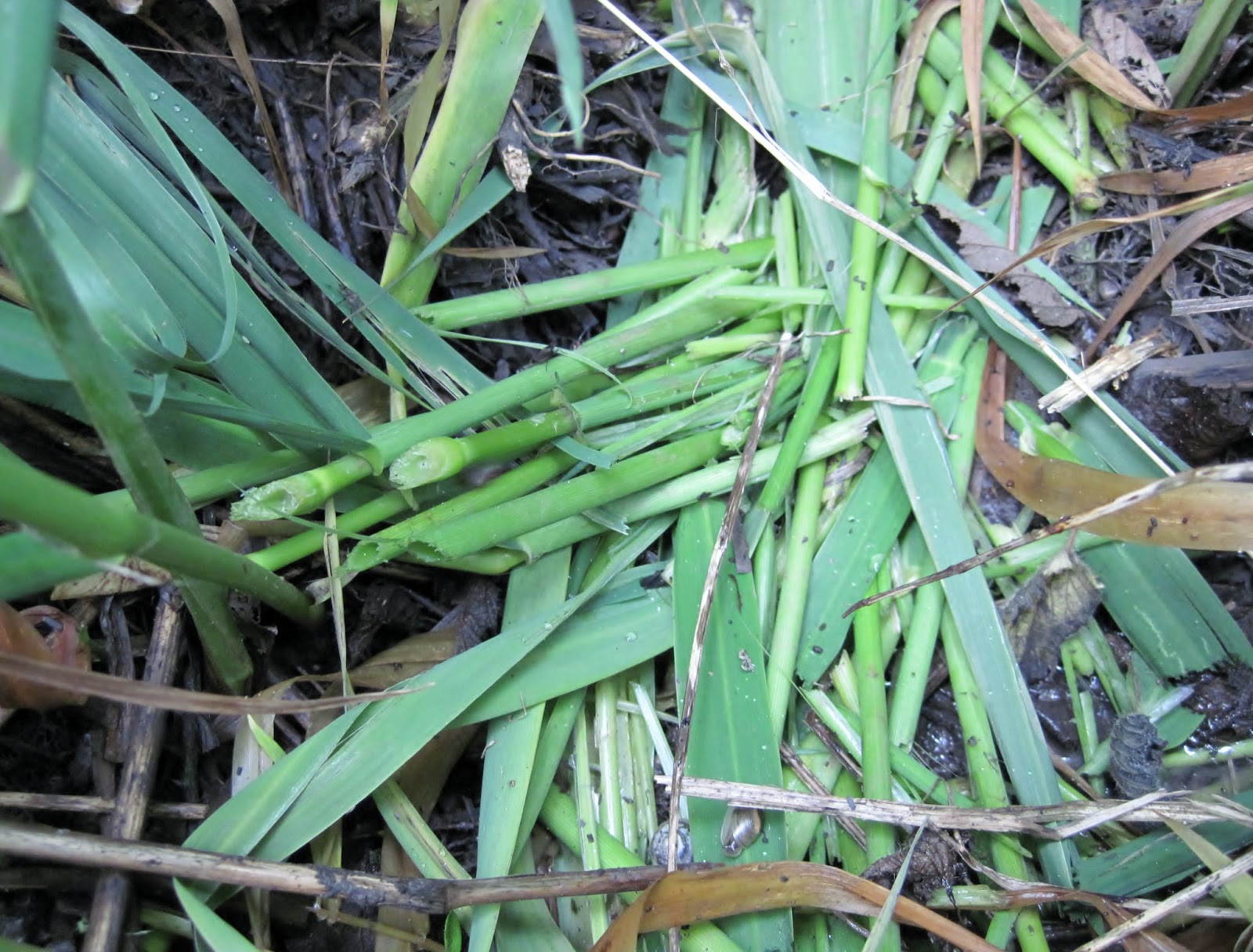 Dan Rouse: Spotting the signs: Water Voles
