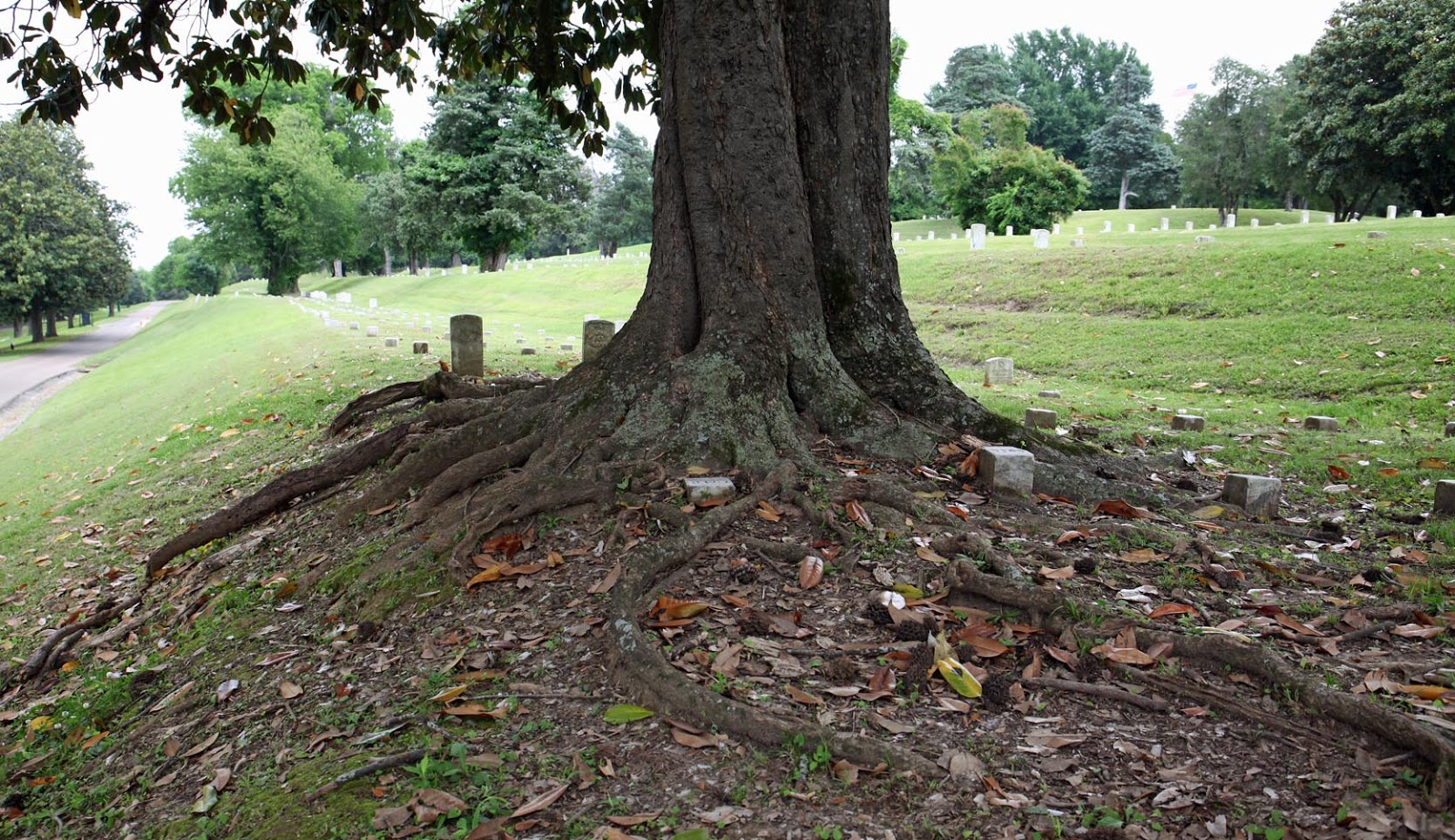 Southern Lagniappe: Magnolias: Nature's Southern Belles