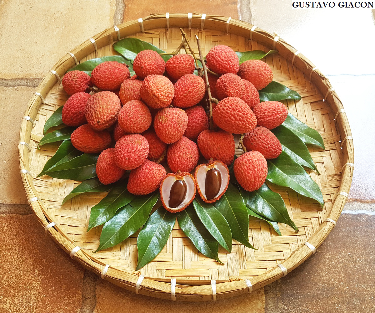 Viveiro Ciprest - Plantas Nativas e Exóticas: Lichia Bengal ( Litchi ...