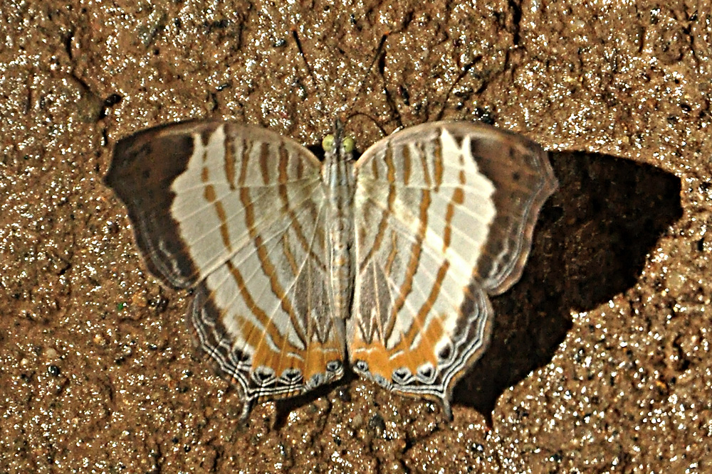 Thailand Nymphalidae Galleries - Cyrestinae | BugsAlive