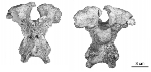 Nuevas pistas sobre el "Taxón B" malgache: la descripción de Vahiny ...