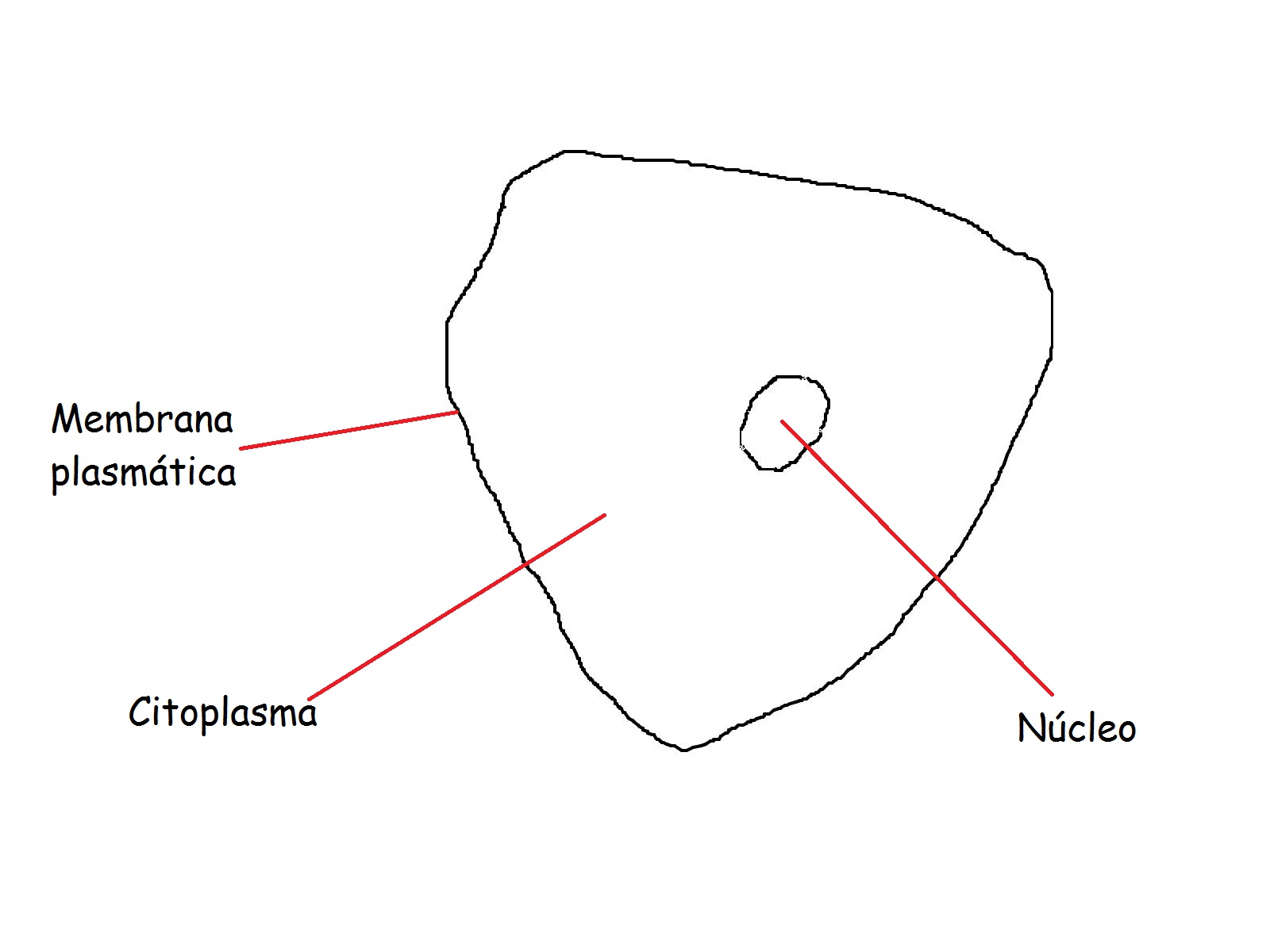 CIENCIAS JPL: ¿Qué estructuras se pueden observar en células de ...
