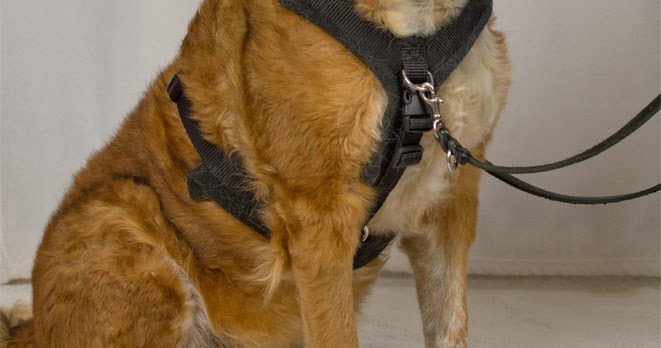 The Dog Geek: Product Review: The Perfect Fit Harness