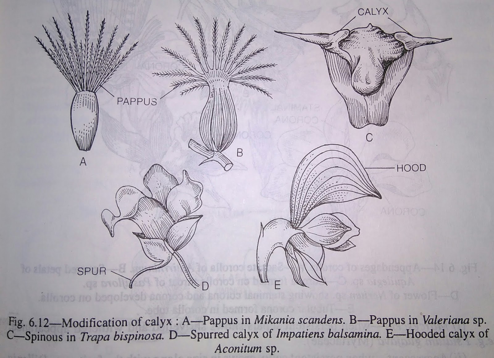 Calyx flowers-digieduco