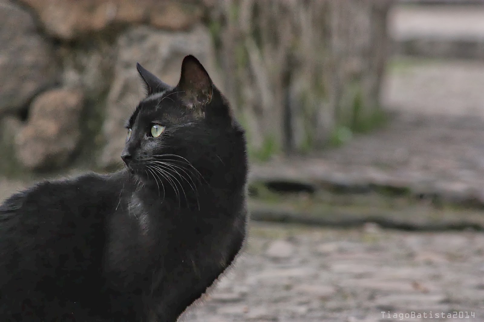 AMARELEJA....40ºC À SOMBRA: Fauna do rio Tejo