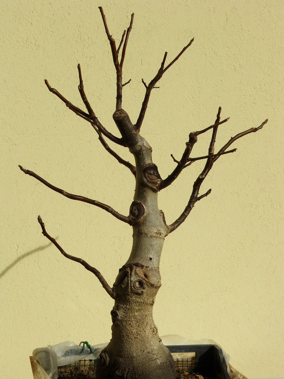 Evoluzione Bonsai : Bonsai di Noce - Juglans regia - Walnut bonsai﻿