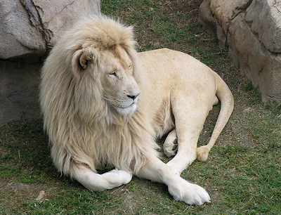 Amazing World: The Most Amazing White Lions