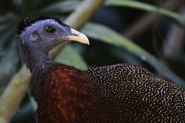 The Amazing Birds: Great Argus (青鸞), Argusianus argus