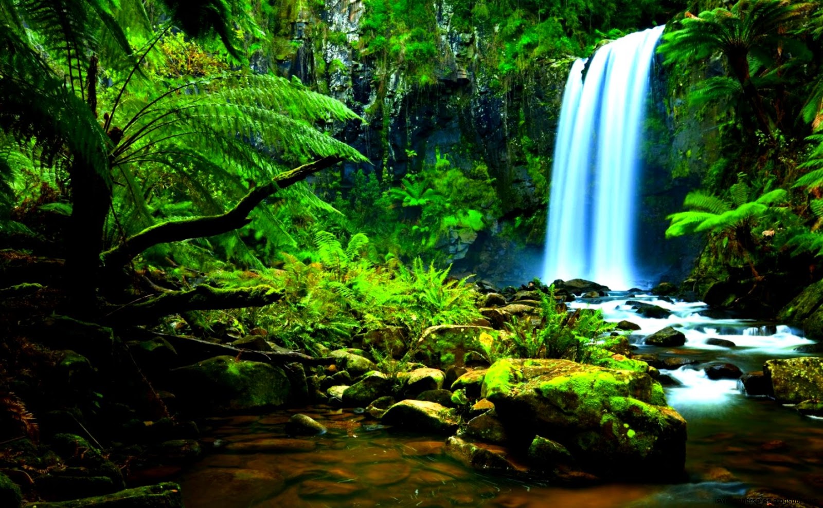 Amazon Rainforest Desktop Wallpaper | Wallpapers Area