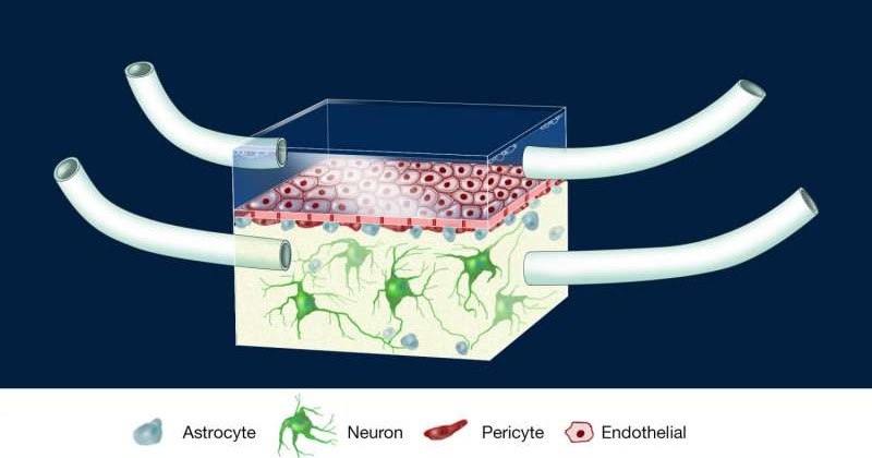 Our Parkinson's Place: Blood-brain barrier on a chip sheds new light on ...