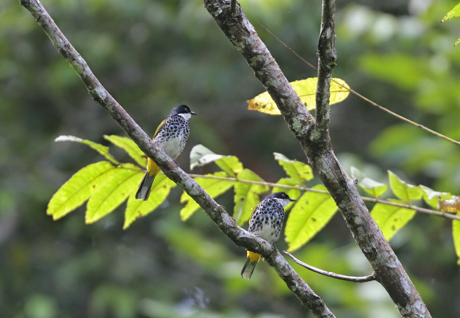 Mike is the name Birding is the game ( Birding in Malaysia - Malaysian ...