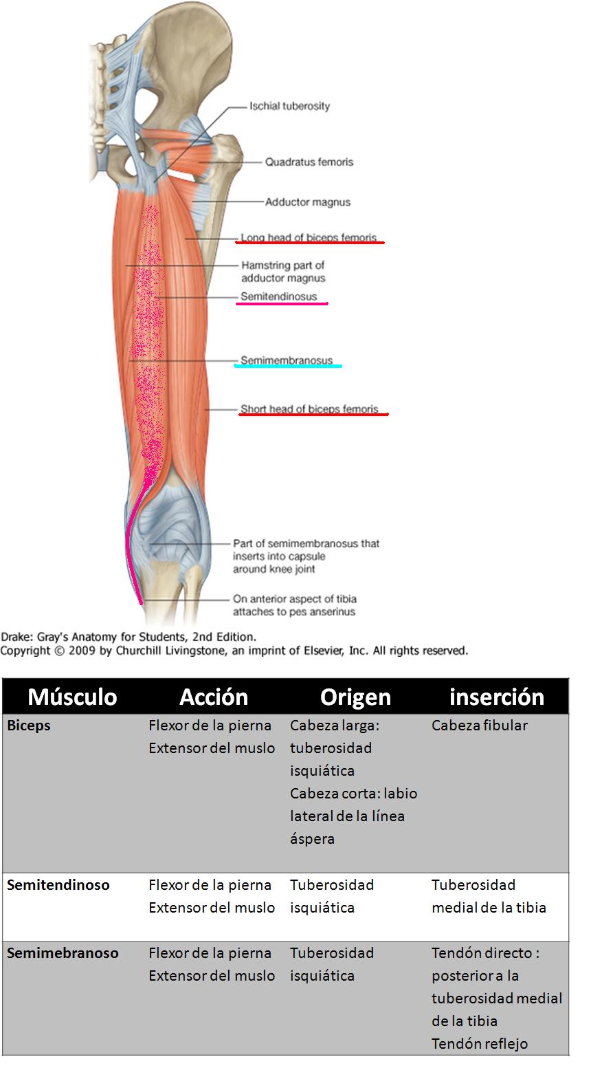 Anatomía UNAM: MUSLO POSTERIOR
