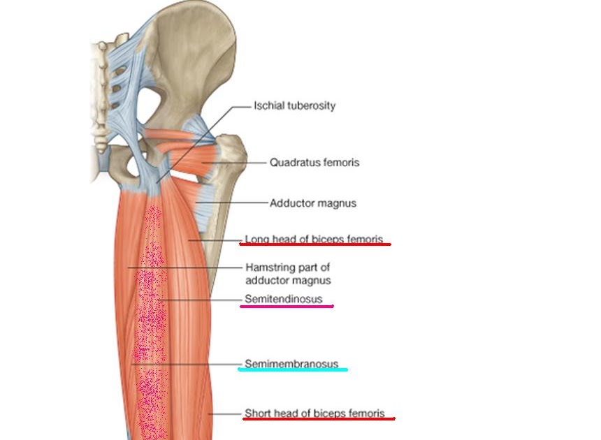 Anatomía UNAM: MUSLO POSTERIOR