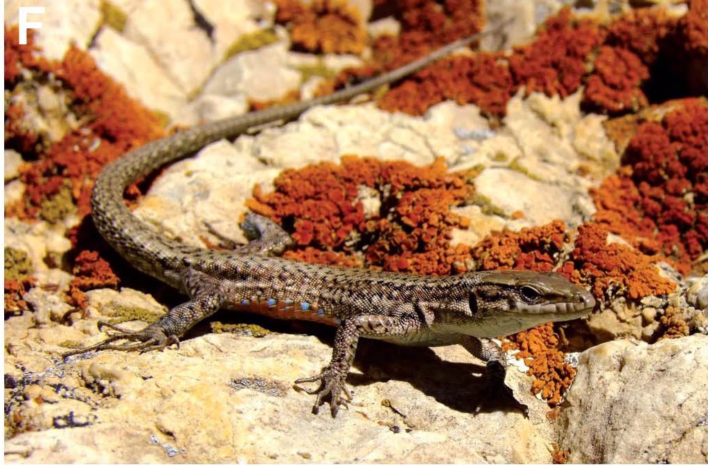 Sciency Thoughts: Four new species of Rock Lizard from Iran.