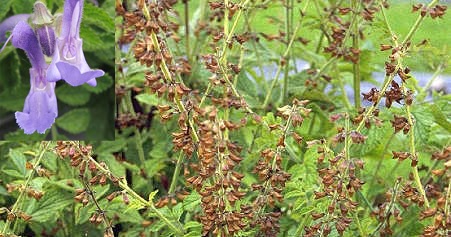 Red sage root (Danshen)-Salvia miltiorrhiza-Radix Salviae militiorrhizae