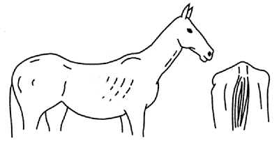 pasion equina: aspecto fisico de los caballos