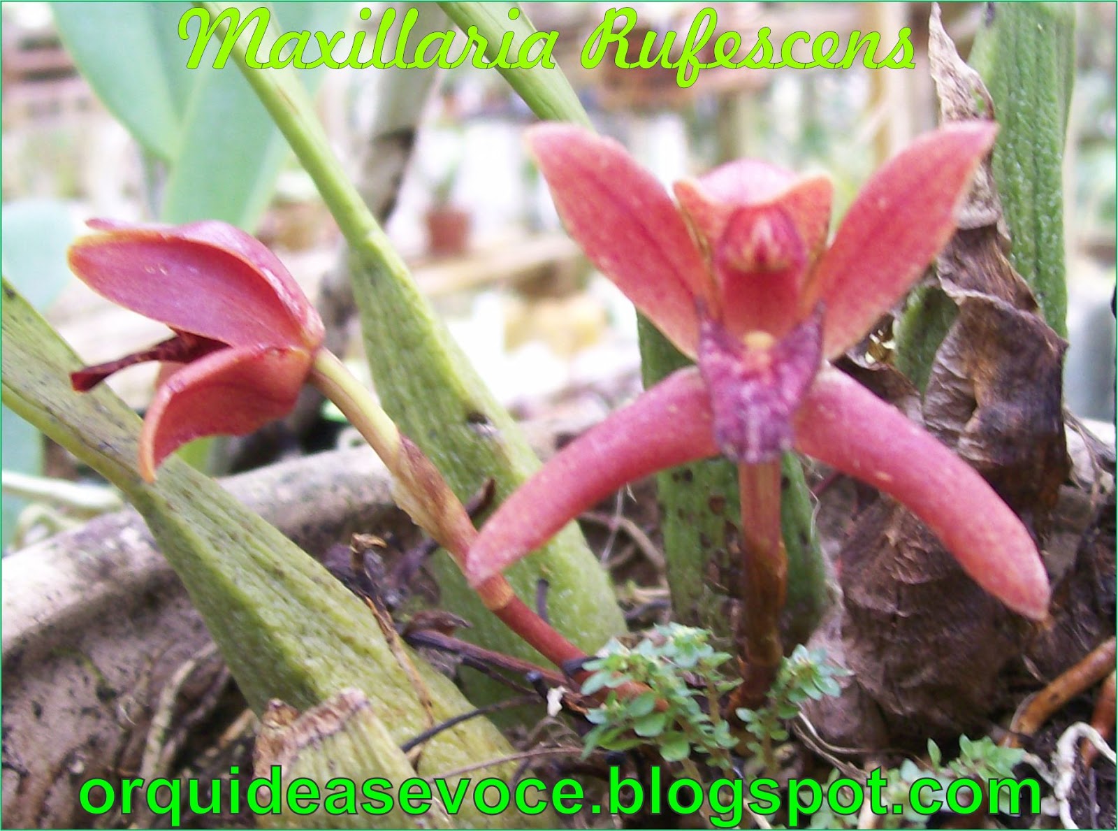 PLANTAS,ORQUIDEAS,DICAS,NOTICIAS,CURIOSIDADES: FOTOS DE ORQUÍDEAS RARAS (4)