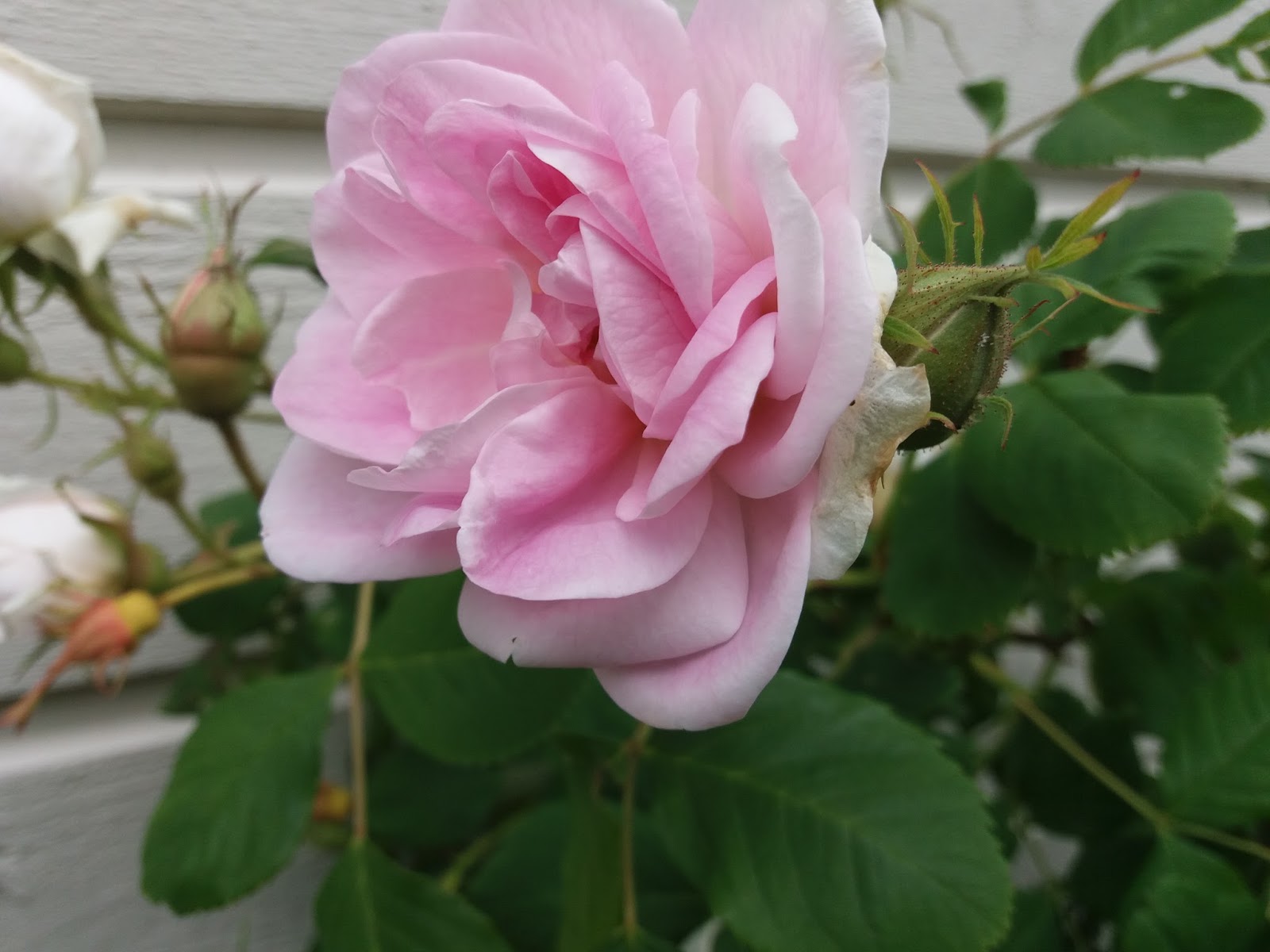 ANNEN LUONTOPÄIVÄKIRJA nature diary: RUUSU rose