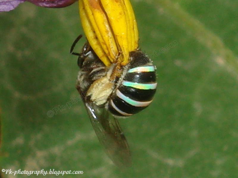 Rainbow Bee | Nature, Cultural, and Travel Photography Blog