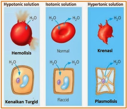 BIOLOGI GONZAGA: TRANSPORTASI SEL