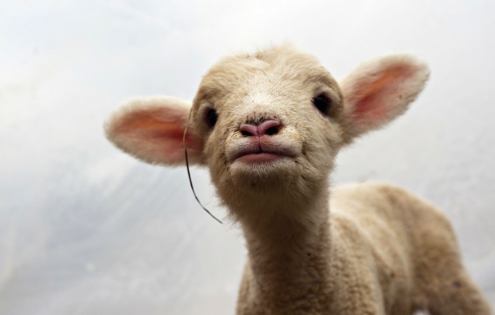 Fine Dry Wit: Sheepishly Terrific