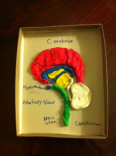I Love to Spin Yarns: My Science Project - The Human Brain