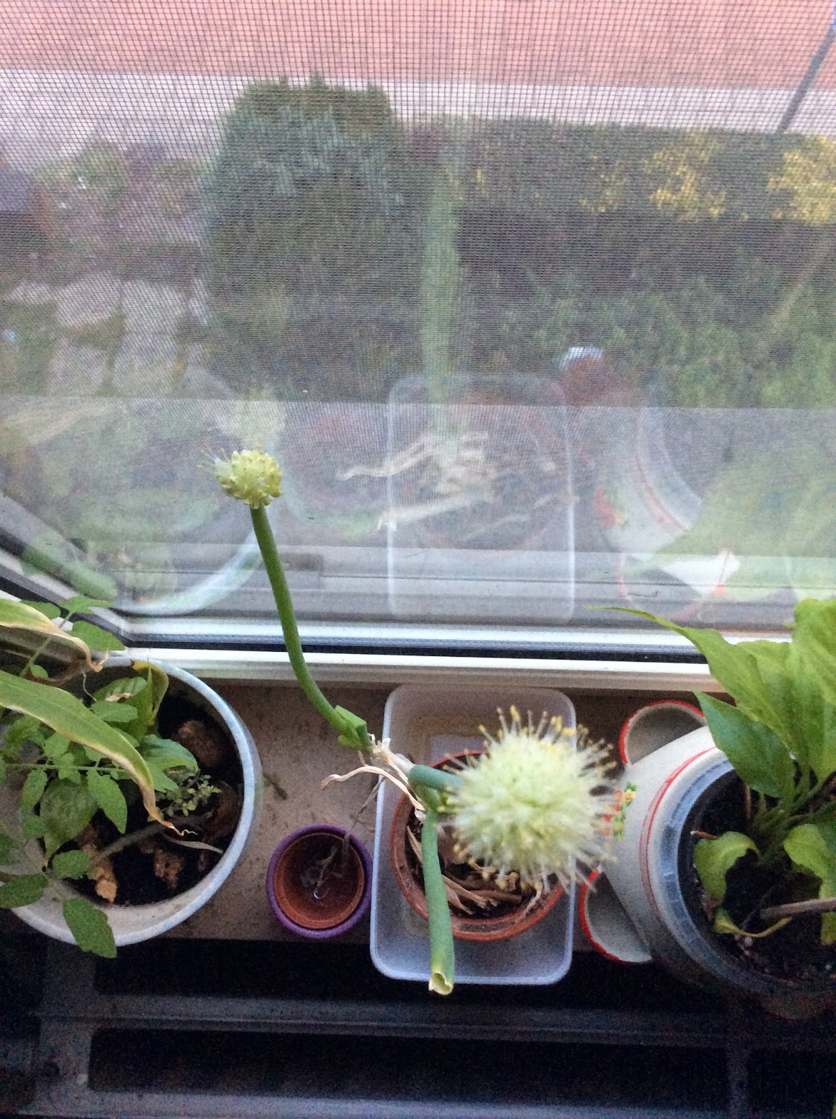 BISAYAPHILIPPINES: Plant your own onion leaves (sibuyas dahon)