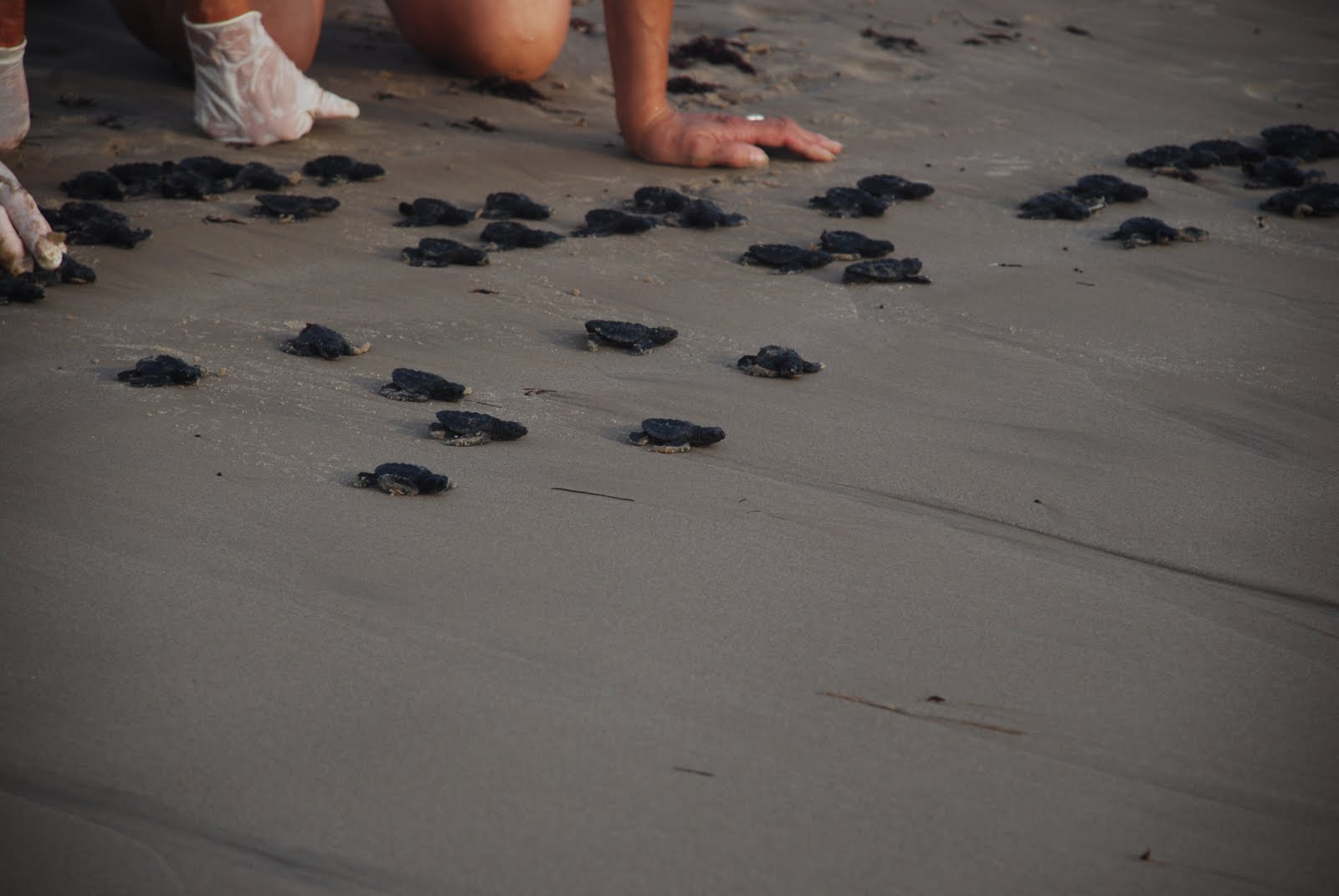 IRISH TRIPLETS: Baby Turtles Swimming Off Into the Future.