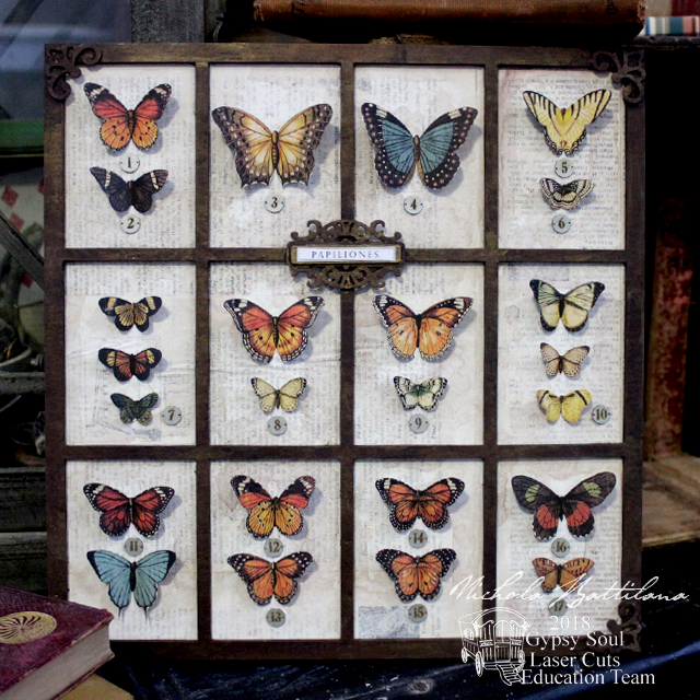 Pixie Hill: Butterfly Specimen Display