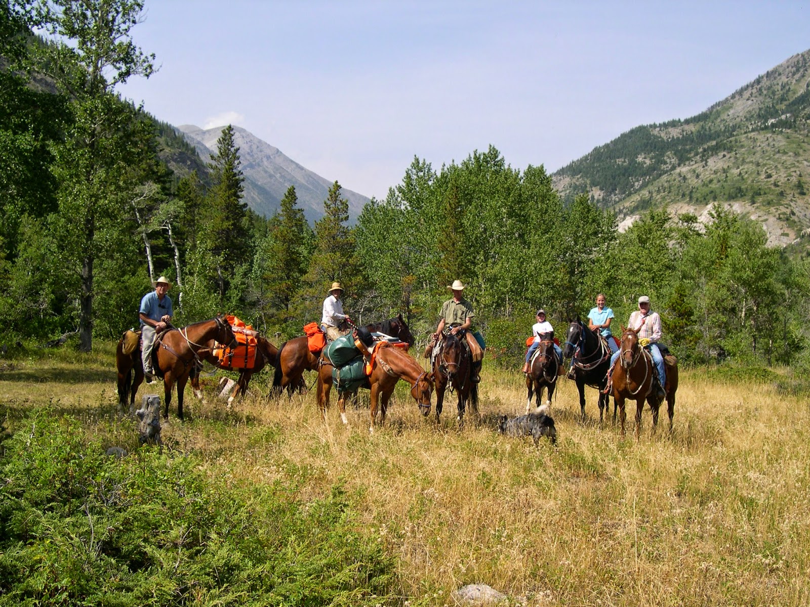 A Veterinarian's Take: Appreciating Horses--Introduction to Equine ...