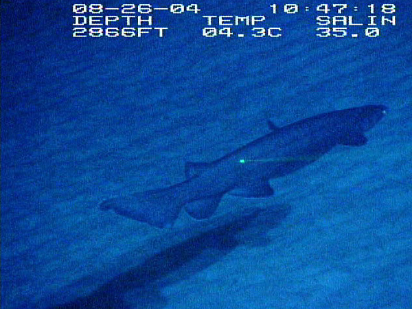 Earth and Space News: Frilled Shark: Elusive Living Fossil Caught Near ...