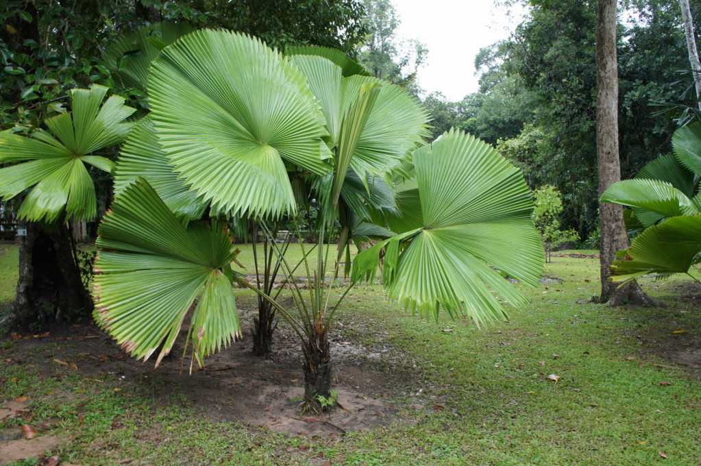 Palmeira Leque - Licuala grandis