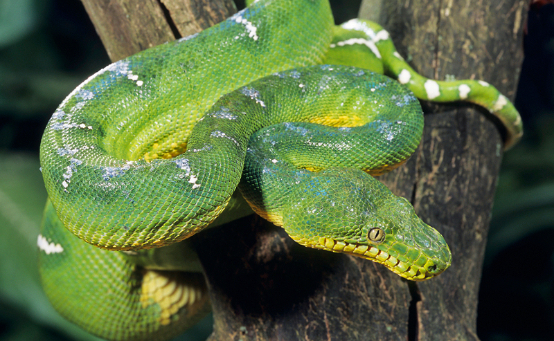 Emerald Tree Boa | Snakes