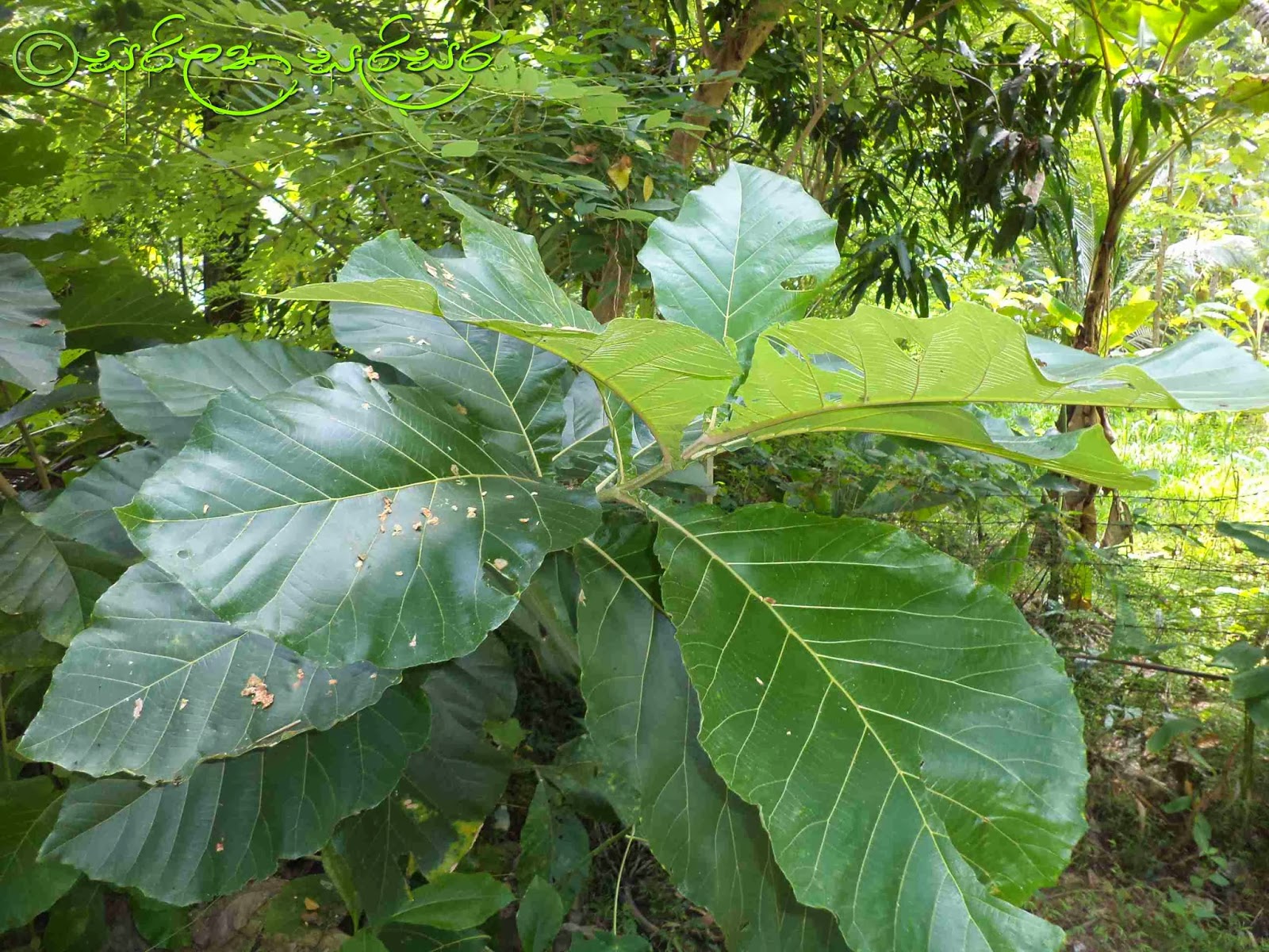 Trees and Plants of Sri Lanka: තේක්ක - Teak - Indian Oak - Tectona grandis